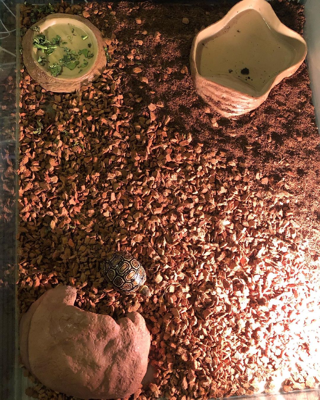 30 DIY Tortoise Enclosure Ideas For A Natural Haven - The Turtle Hub