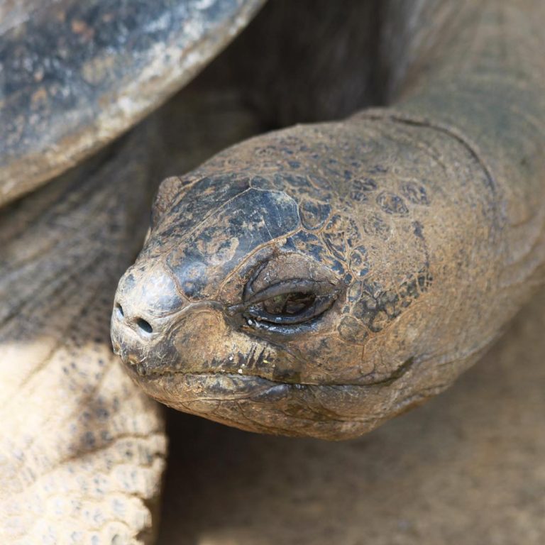 Turtle Swollen Eyes? Try These Home Remedies! – The Turtle Hub