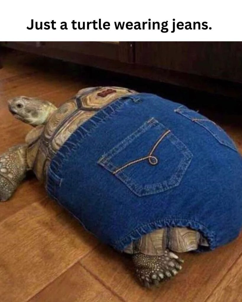 100 Funny Turtle Memes & AI Turtle Pics - The Turtle Hub