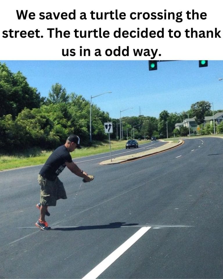 100 Funny Turtle Memes & AI Turtle Pics - The Turtle Hub