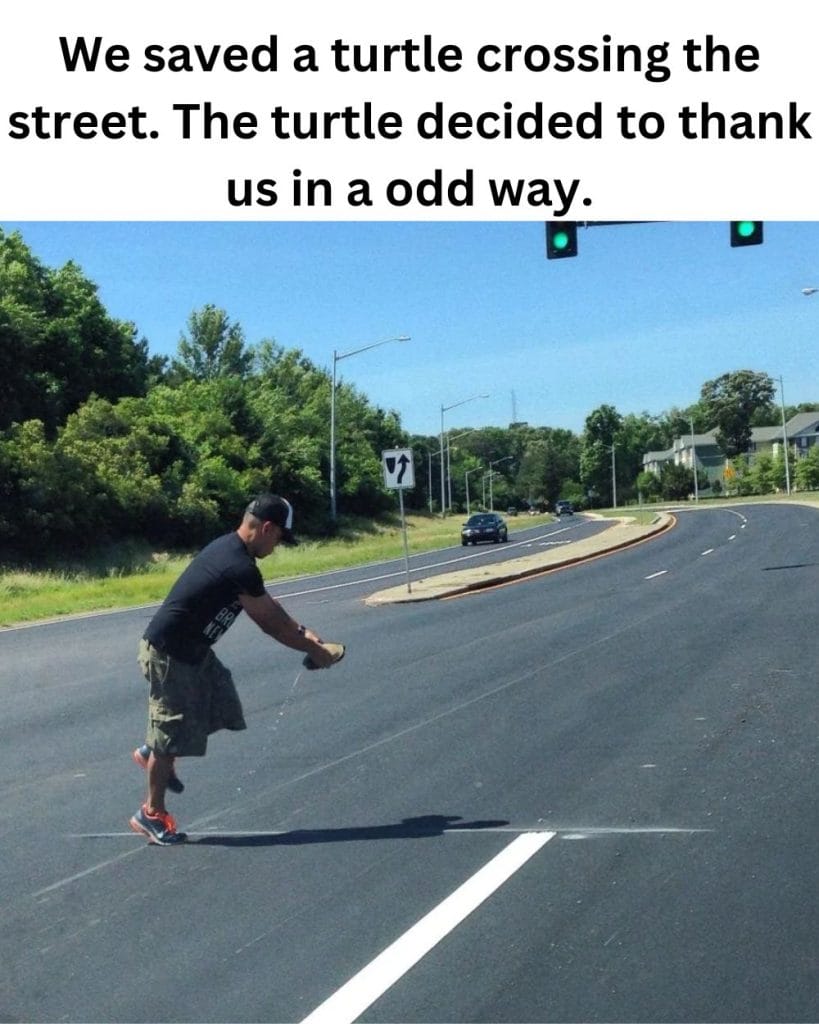 100 Funny Turtle Memes & AI Turtle Pics - The Turtle Hub