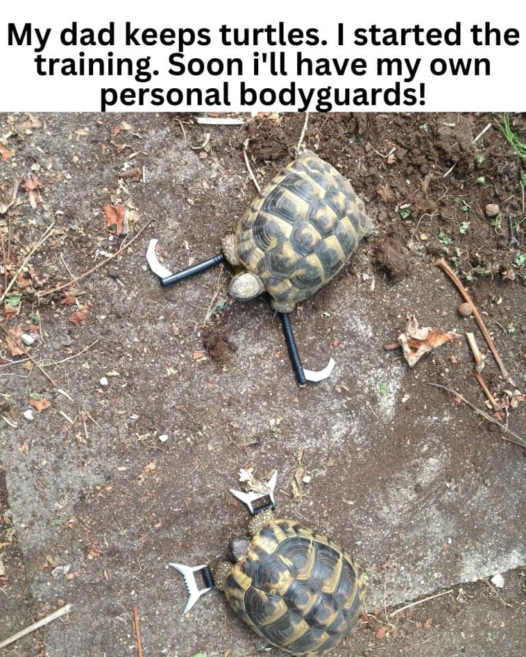 100 Funny Turtle Memes & AI Turtle Pics - The Turtle Hub