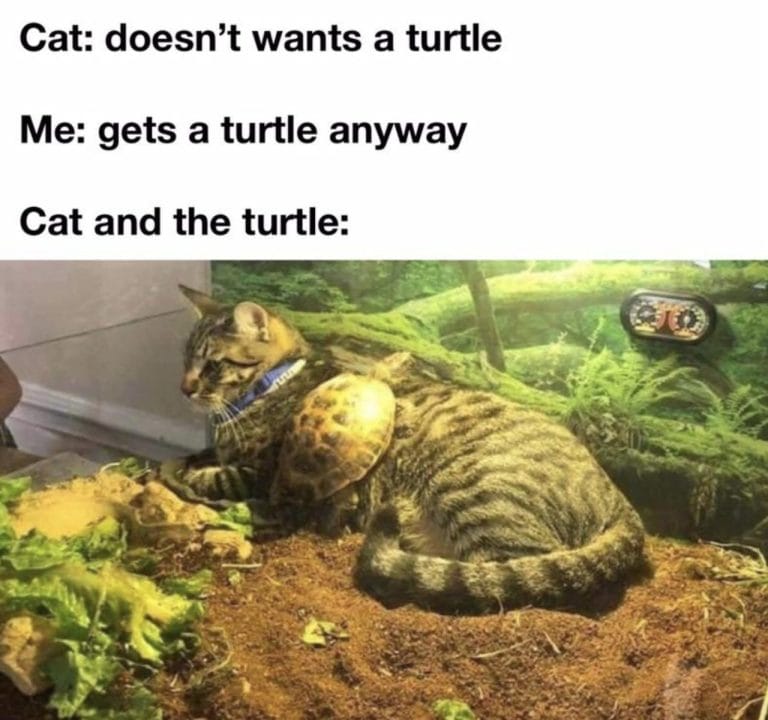 100 Funny Turtle Memes & AI Turtle Pics - The Turtle Hub
