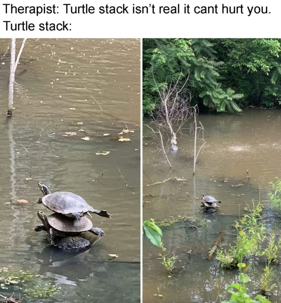 100 Funny Turtle Memes & AI Turtle Pics - The Turtle Hub