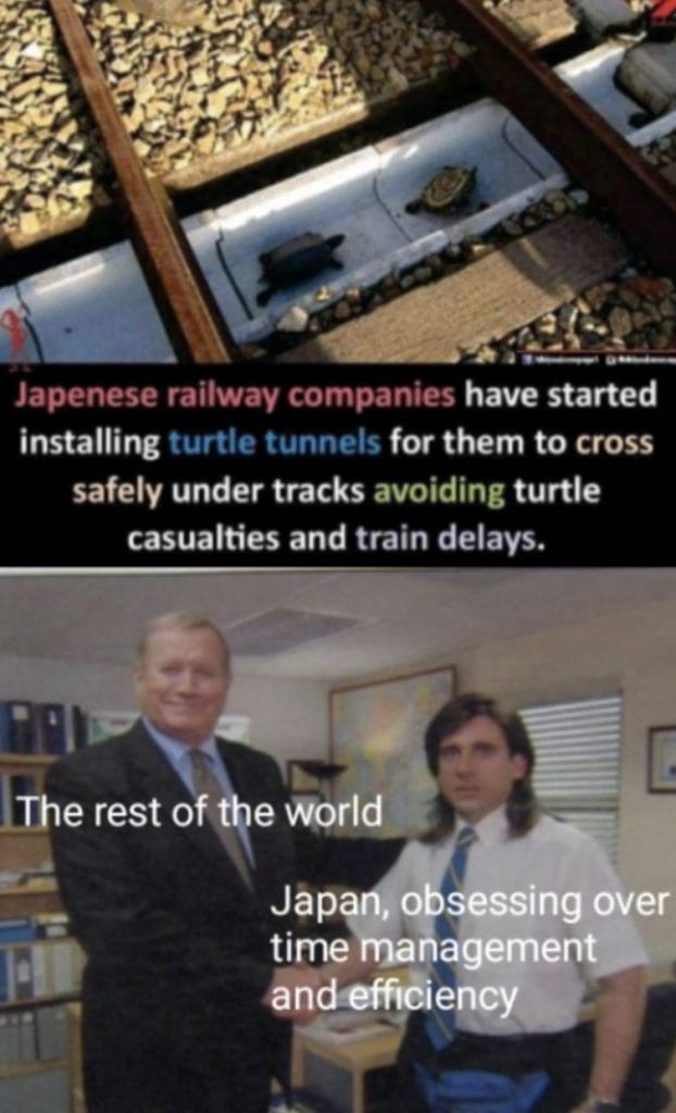 100 Funny Turtle Memes & AI Turtle Pics - The Turtle Hub