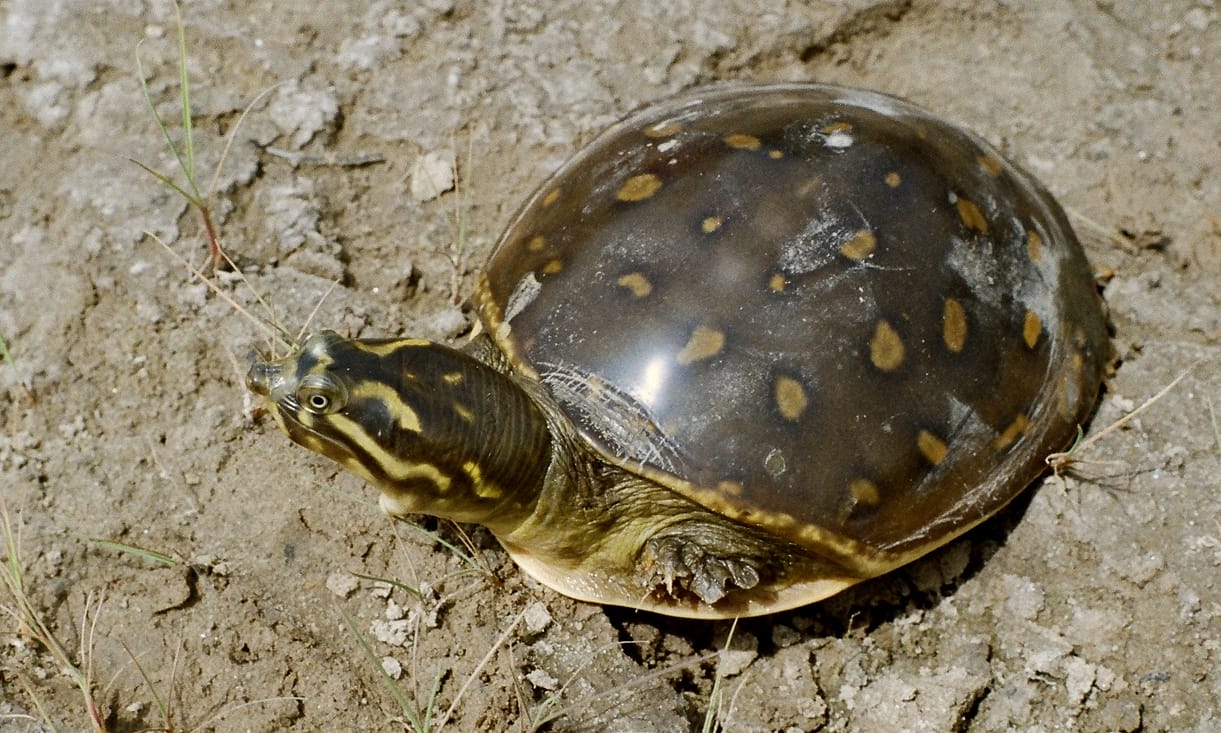 Native Turtles Of India - The Turtle Hub