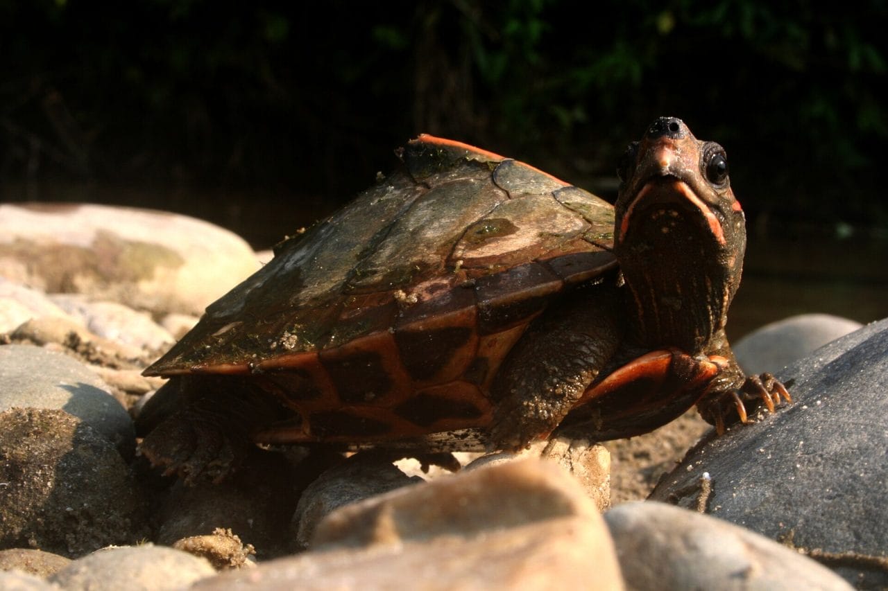 Native Turtles Of India - The Turtle Hub