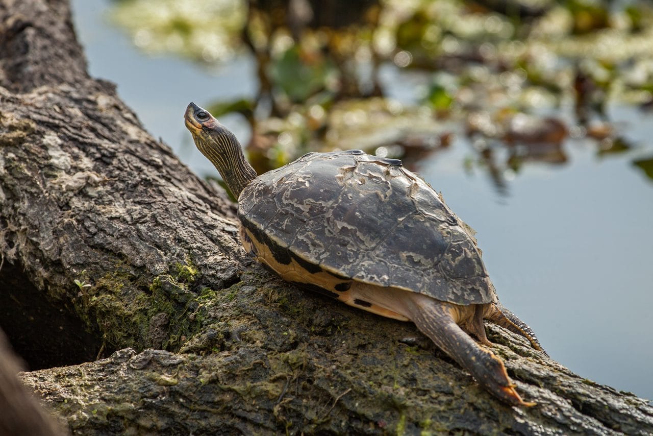 Native Turtles Of India - The Turtle Hub