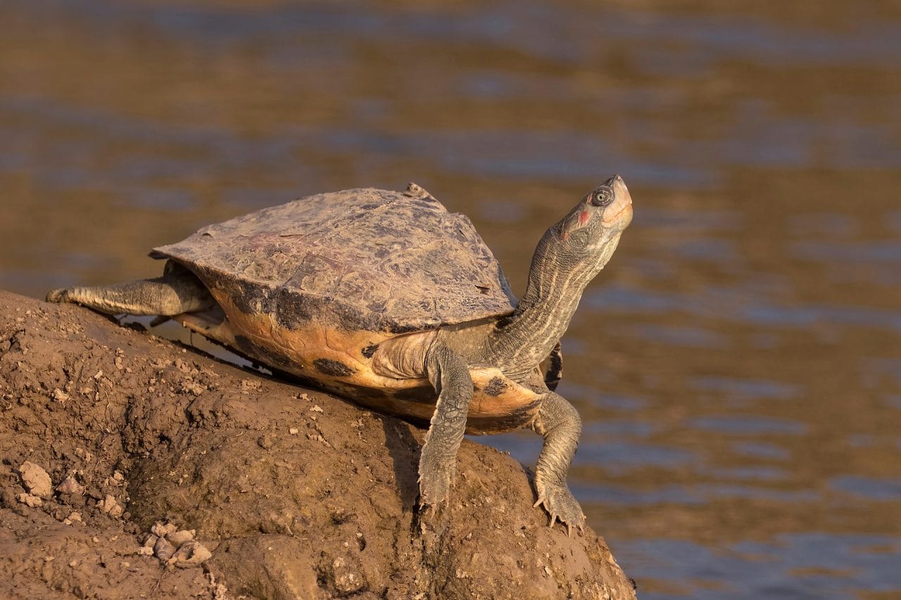 Native Turtles Of India - The Turtle Hub