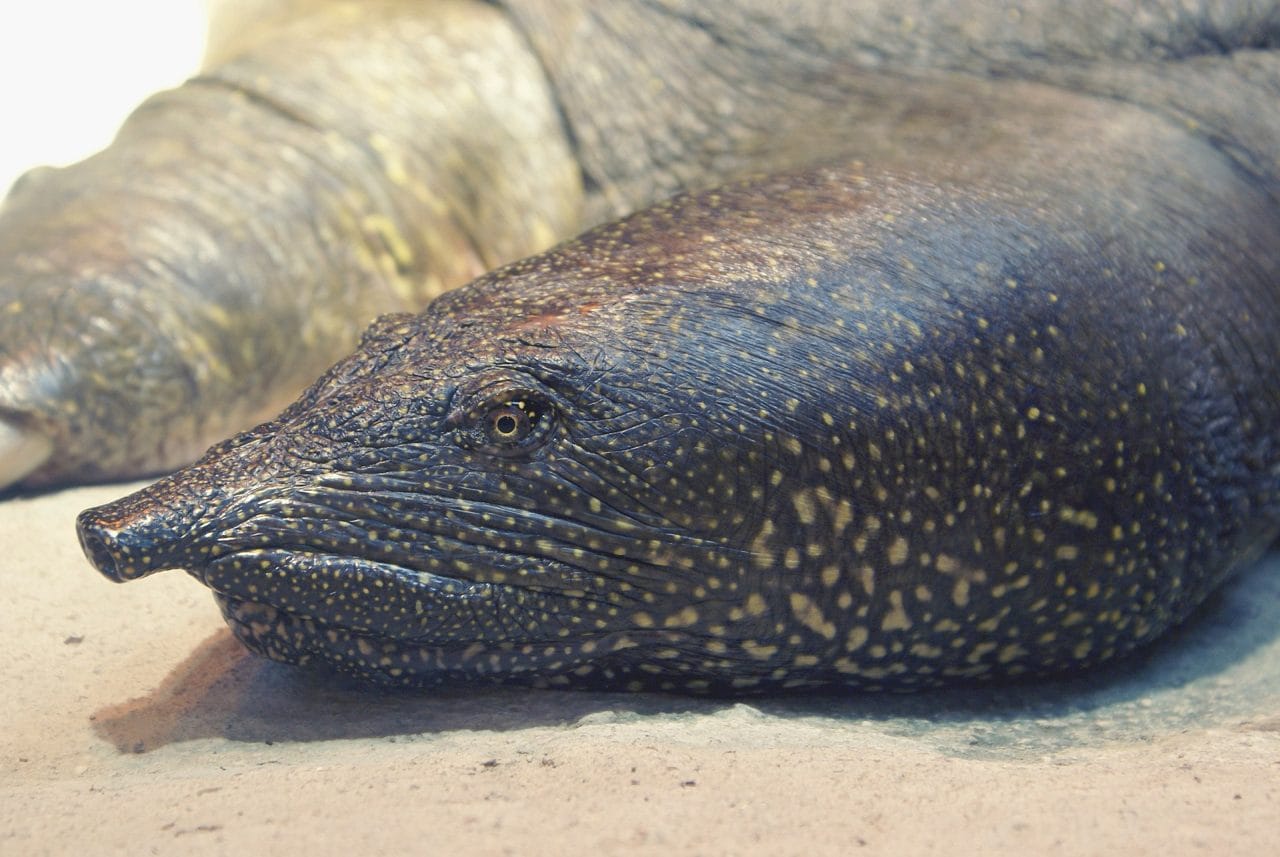 Trionyx - The Turtle Hub
