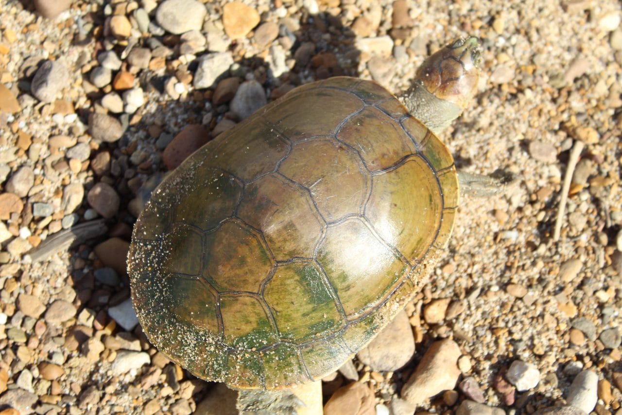 Podocnemis unifilis (Yellow-spotted Amazon River Turtle) - The Turtle Hub